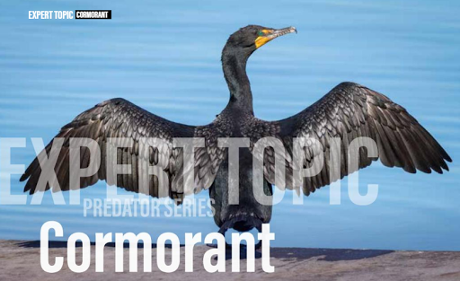 The Aquaculturists: Predator series: Cormorant