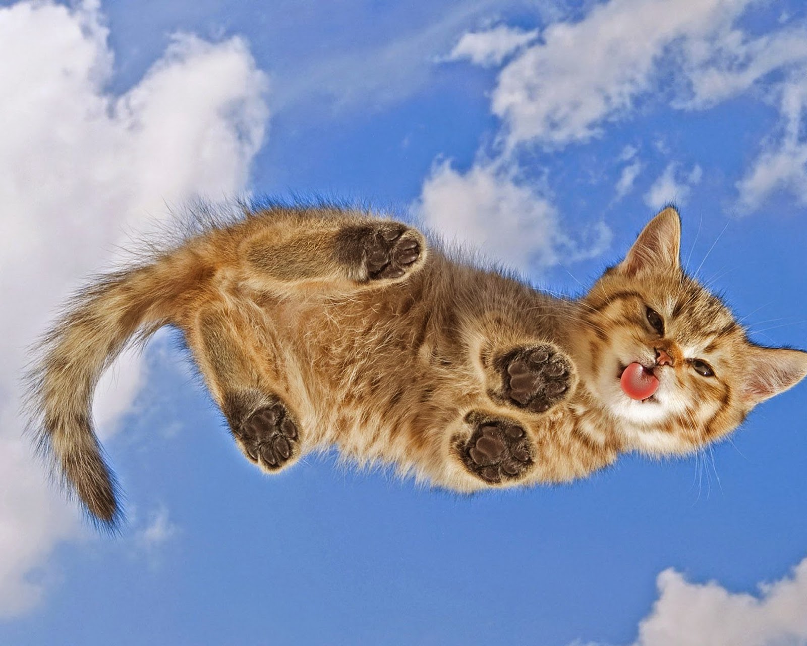 Schattig katje met tong uit bek