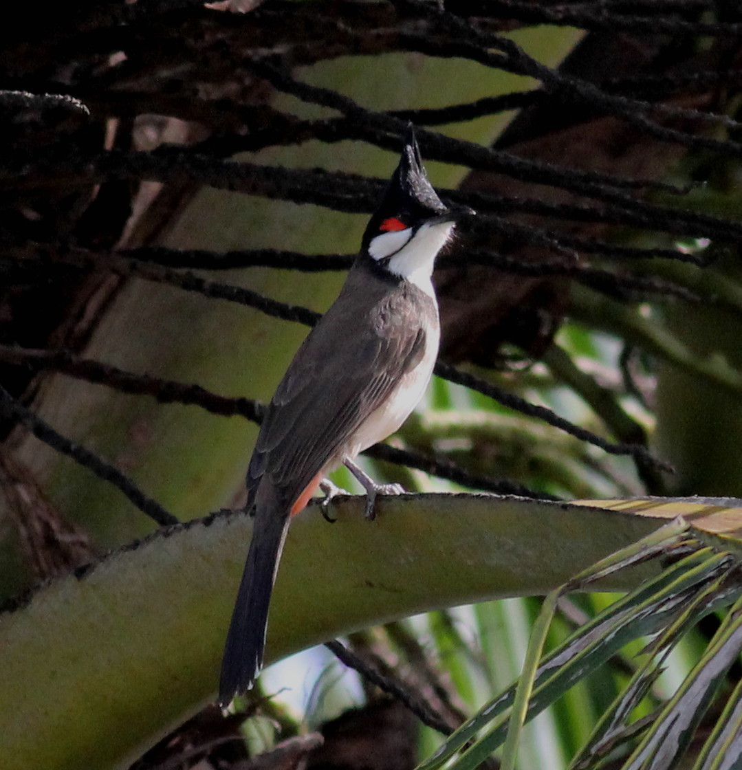 Ron-Nature-Adventures: Red-Whiskered Bulbul (Pycnonotus jocosus)