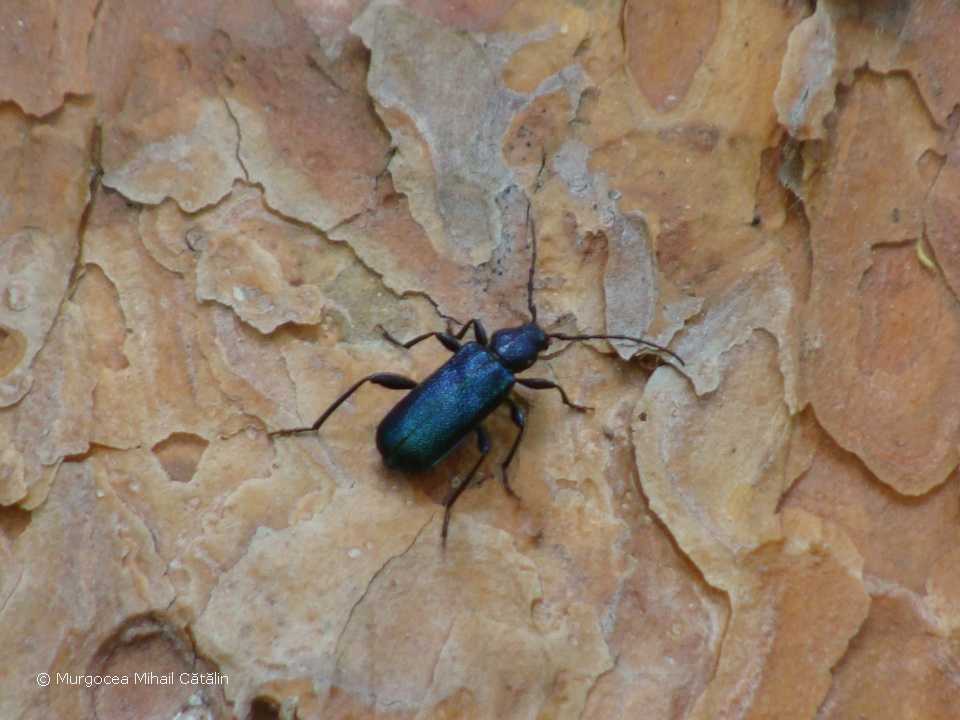 Beetles from Romania: Callidium (Callidium) violaceum