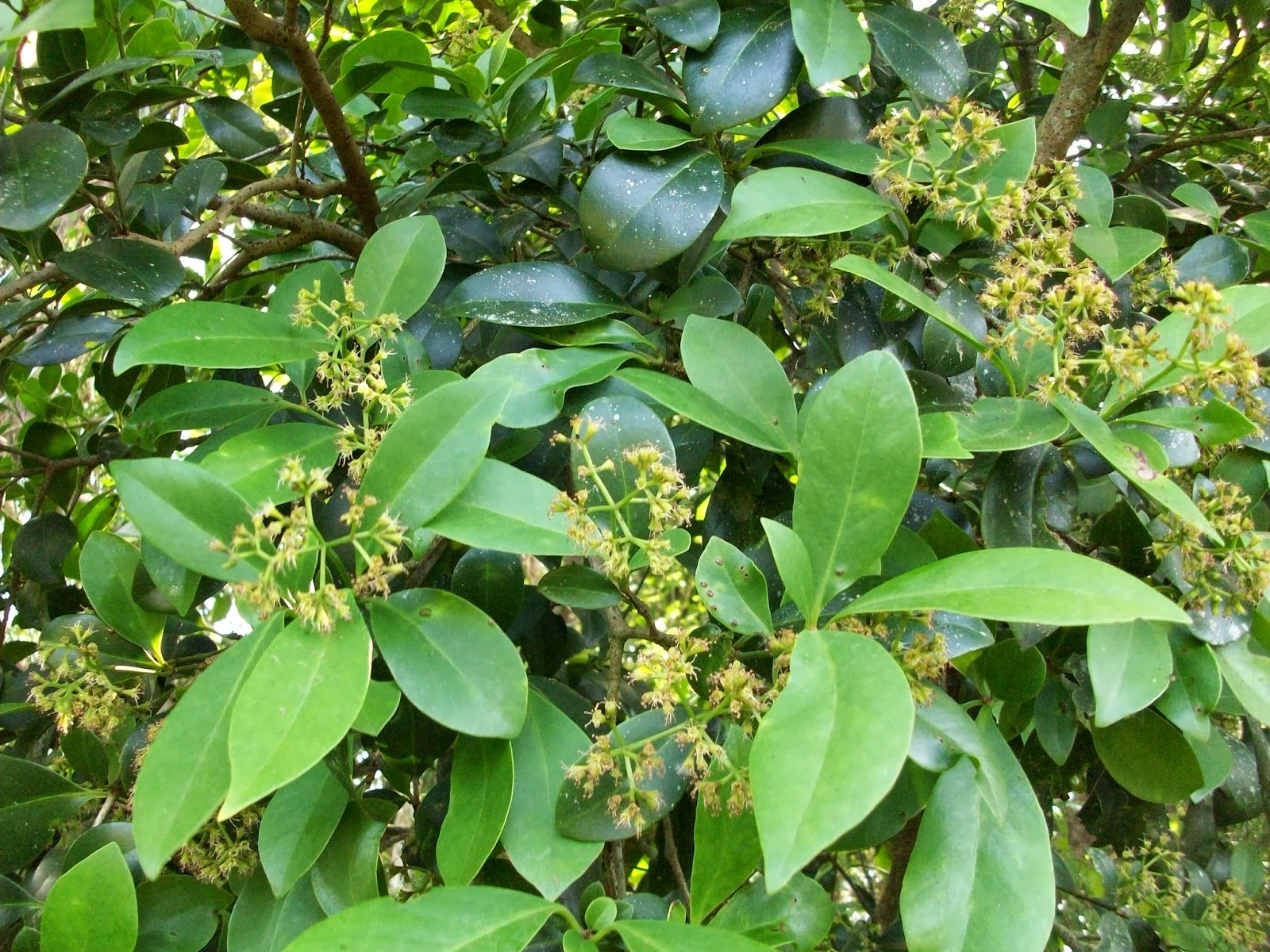 Flora de Puerto Rico Ilustrada Papo Vives: NYCTAGINACEAE- GUAPIRA ...