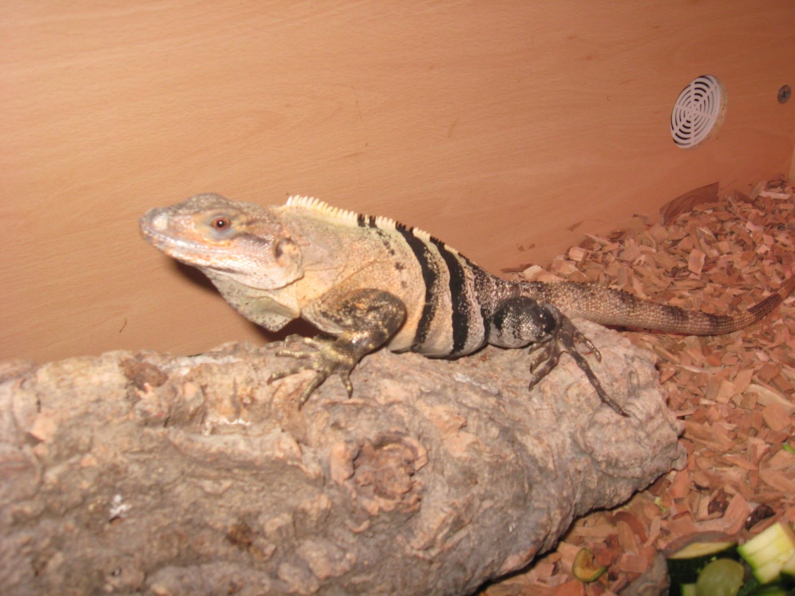 Jenis - jenis / Macam - macam Iguana (Iguanidae)