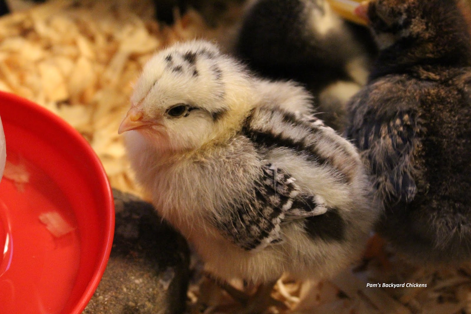 Pam's Backyard Chickens: Baby Chick Health 101
