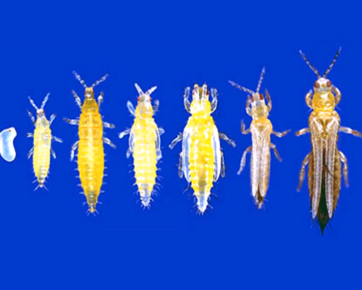 FITOSOFIA: TRIPS-I PARTE