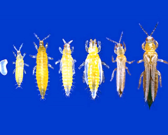 FITOSOFIA: TRIPS-I PARTE