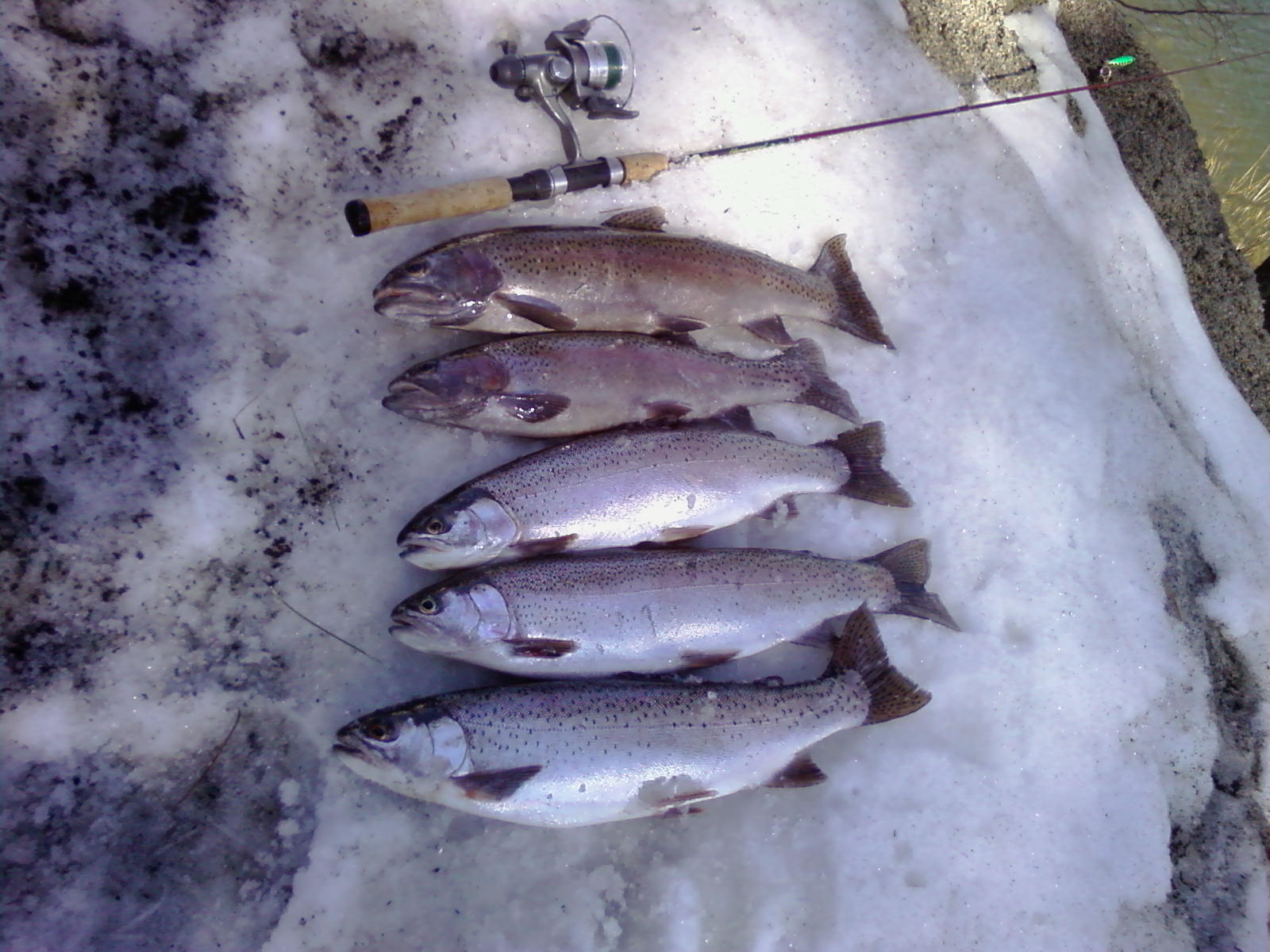 The Fishing Doctor's Adventures: EXTREME FISHING - Big Bear Lake Spring ...