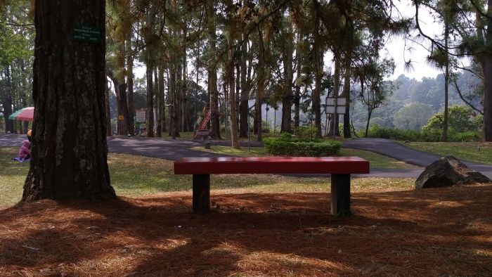 Spot Instagramable di Kawasan Pohon Pinus Kebun Raya Cibodas - POJOKCERITA
