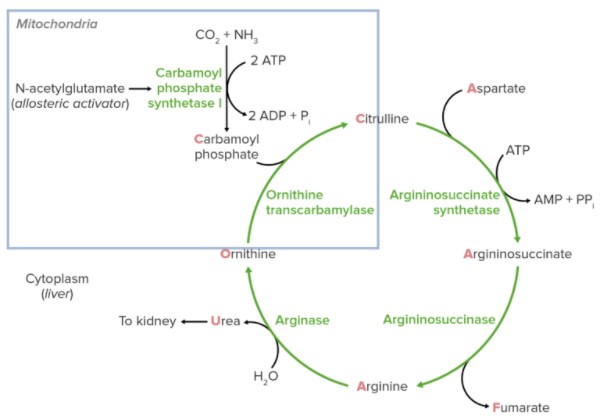 Siklus Urea, Pengubahan Amonia Menjadi Urea - EDUBIO
