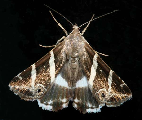 Moths of Toowoomba