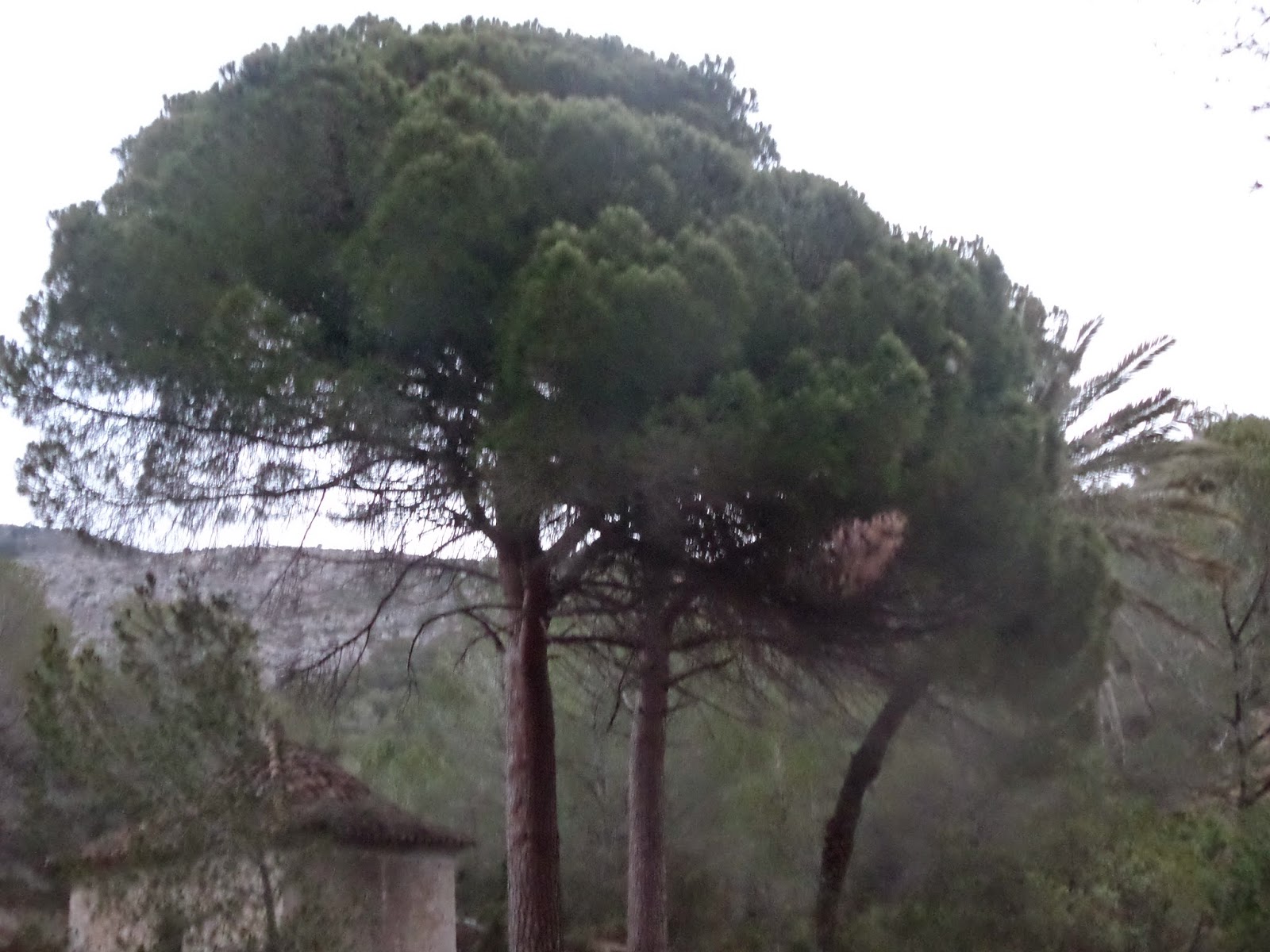 El nostre petit món salvatge: Pinus pinea. Pi pinyer