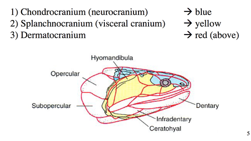 Ciencias de Joseleg: Dermatocráneo