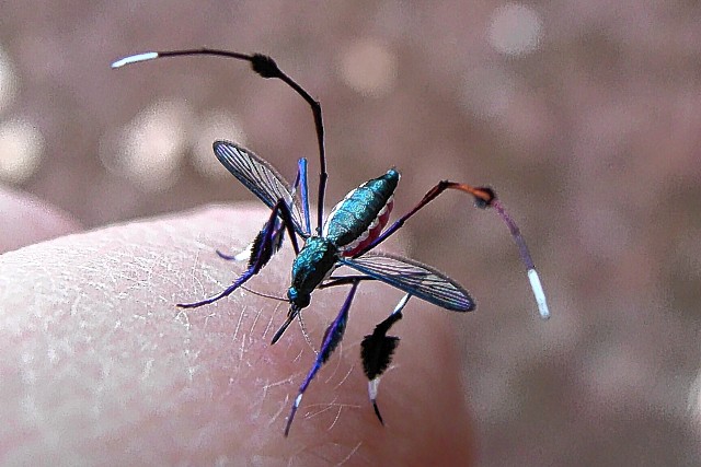 Mosquitos transmissores da febre amarela