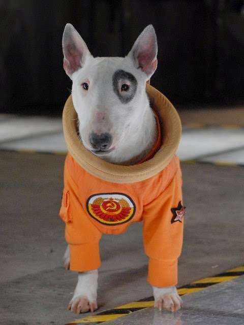 11 Bull Terrier en Películas