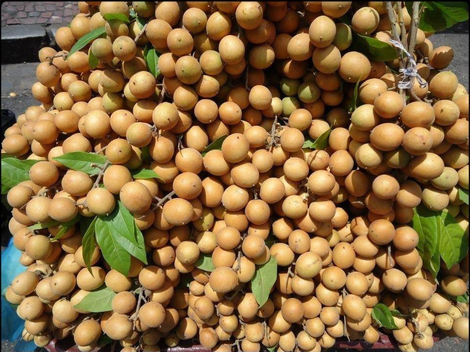 Você conhece a PITOMBA?