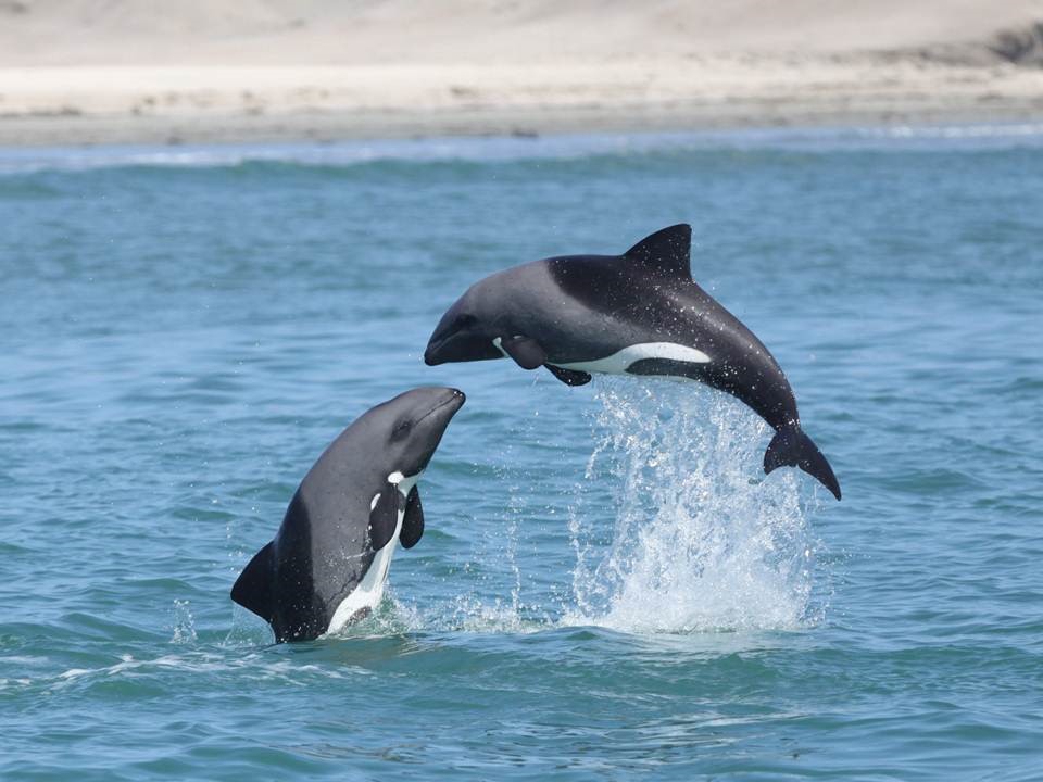 Footsteps To Good Hope