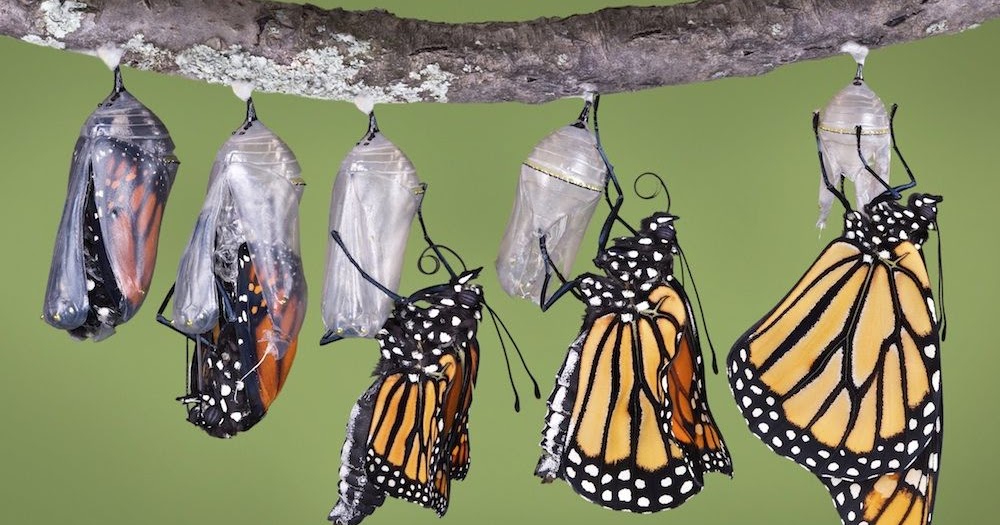 Cuentos e historias espirituales: Fortalecer nuestras alas para Volar