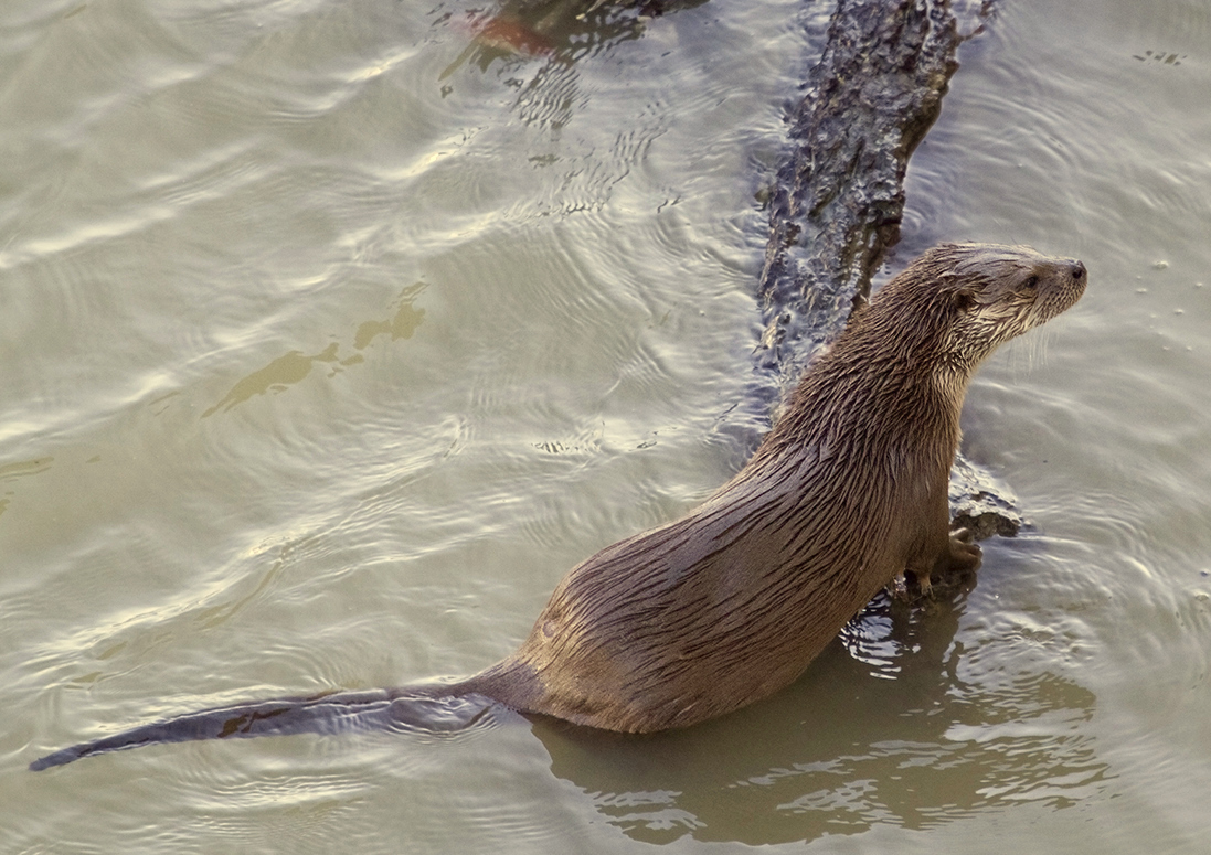 IBERFOTO Fotografia de Naturaleza: EL RIO GUADALQUIVIR Y LAS NUTRIAS