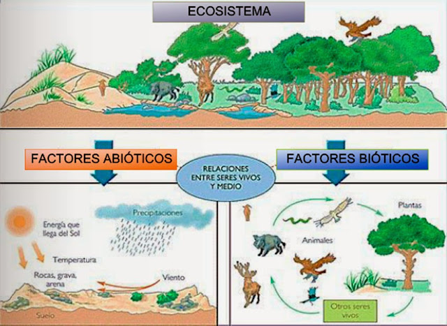 Ser vivo: Resultante interacción genoma-ambiente: FACTORES QUE COMPONEN ...