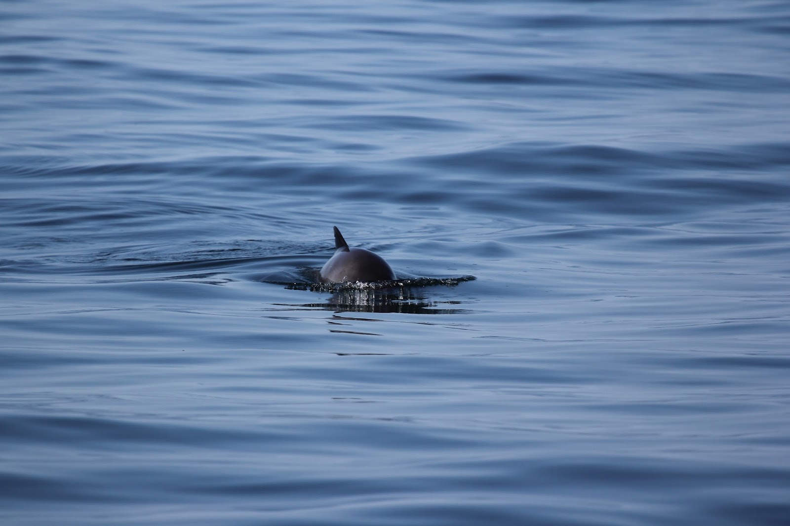 Askari Sailing: Puffin Soup on our way to MDI