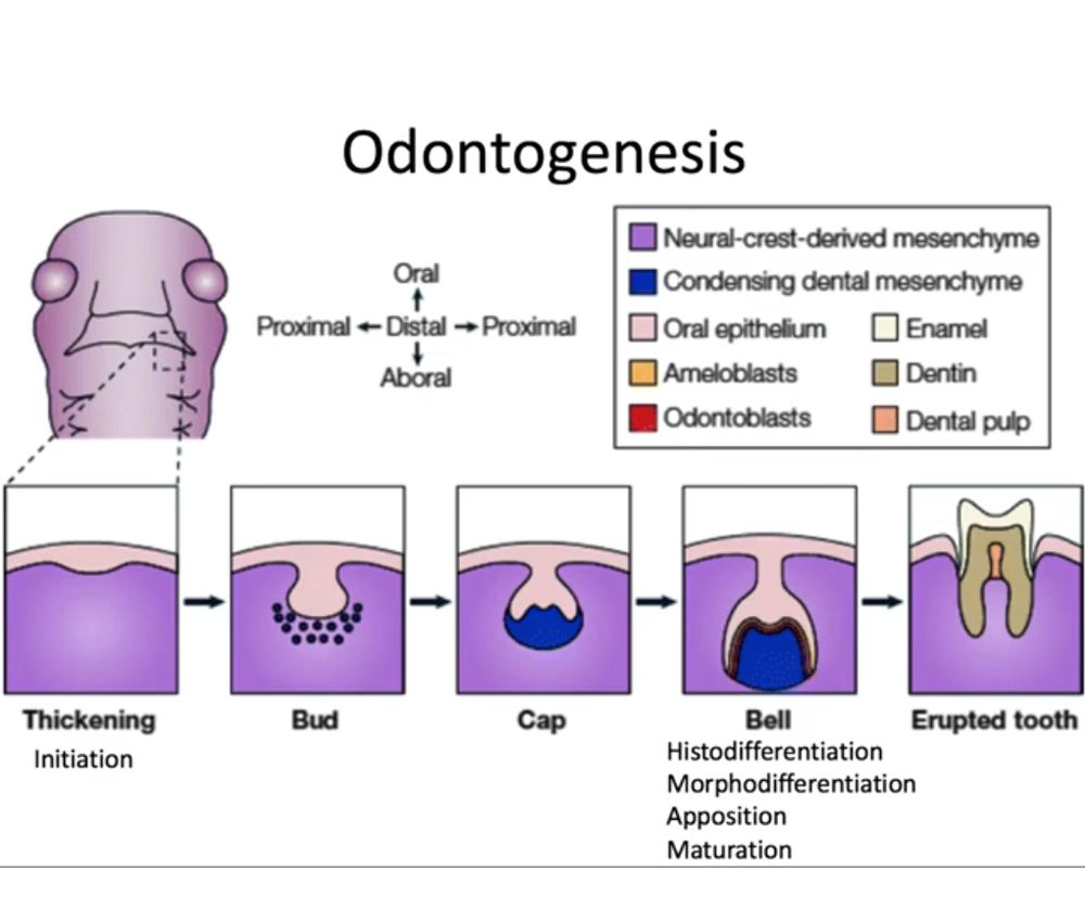 Fase De Botão Odontogênese - LIBRAIN