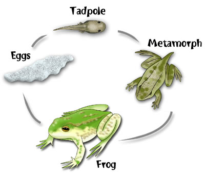 All About Living Things: Life Processes of Animals: Life Cycles of Animals