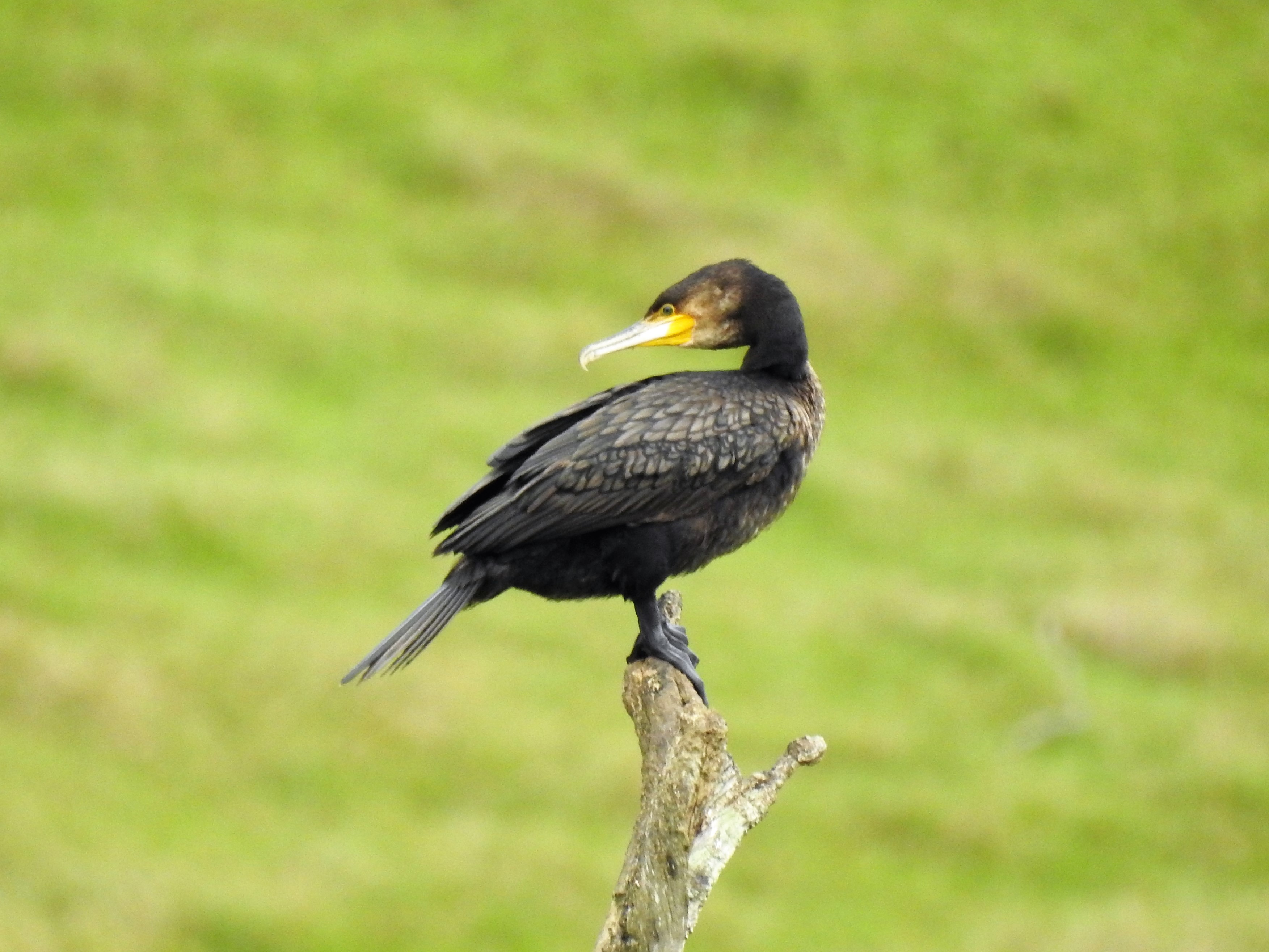Birding - Tweed Heads - Australia: Tweed Bird List with Photos