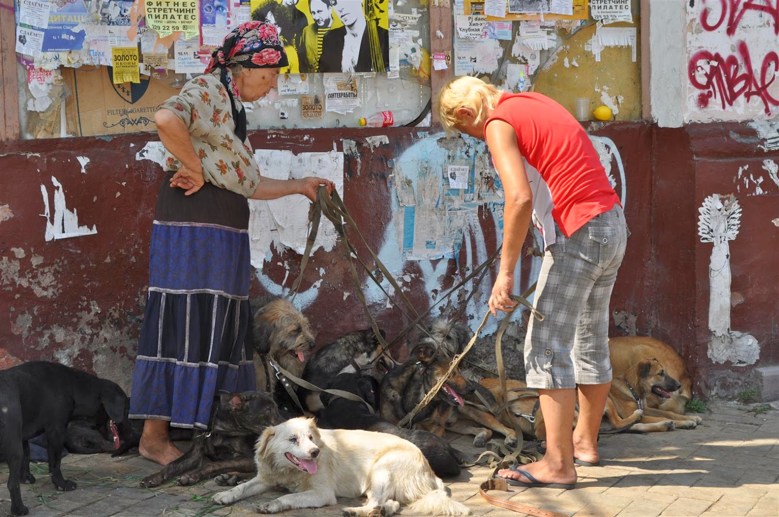 Wine and Wild Spaces: Street Dogs of Kyiv: Part 1