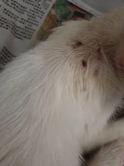 Kucing Aku Sakit Sporo | Cerita Budak Sepet