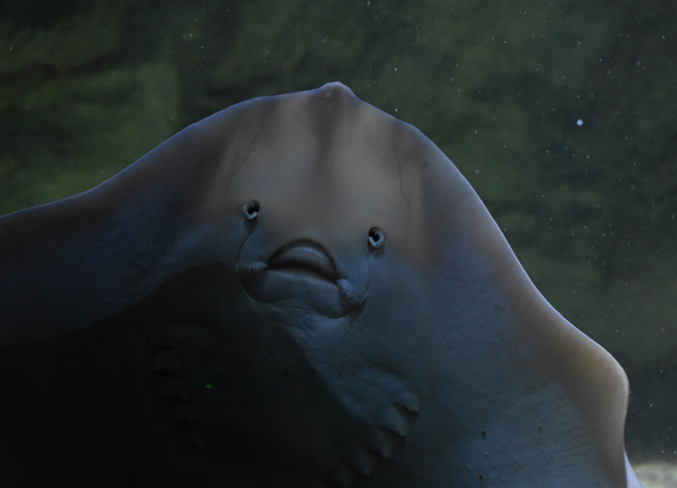 ZOOTOGRAFIANDO (6.057 ANIMALS): RAYA MOSAICO / UNDULATE RAY (Raja undulata)