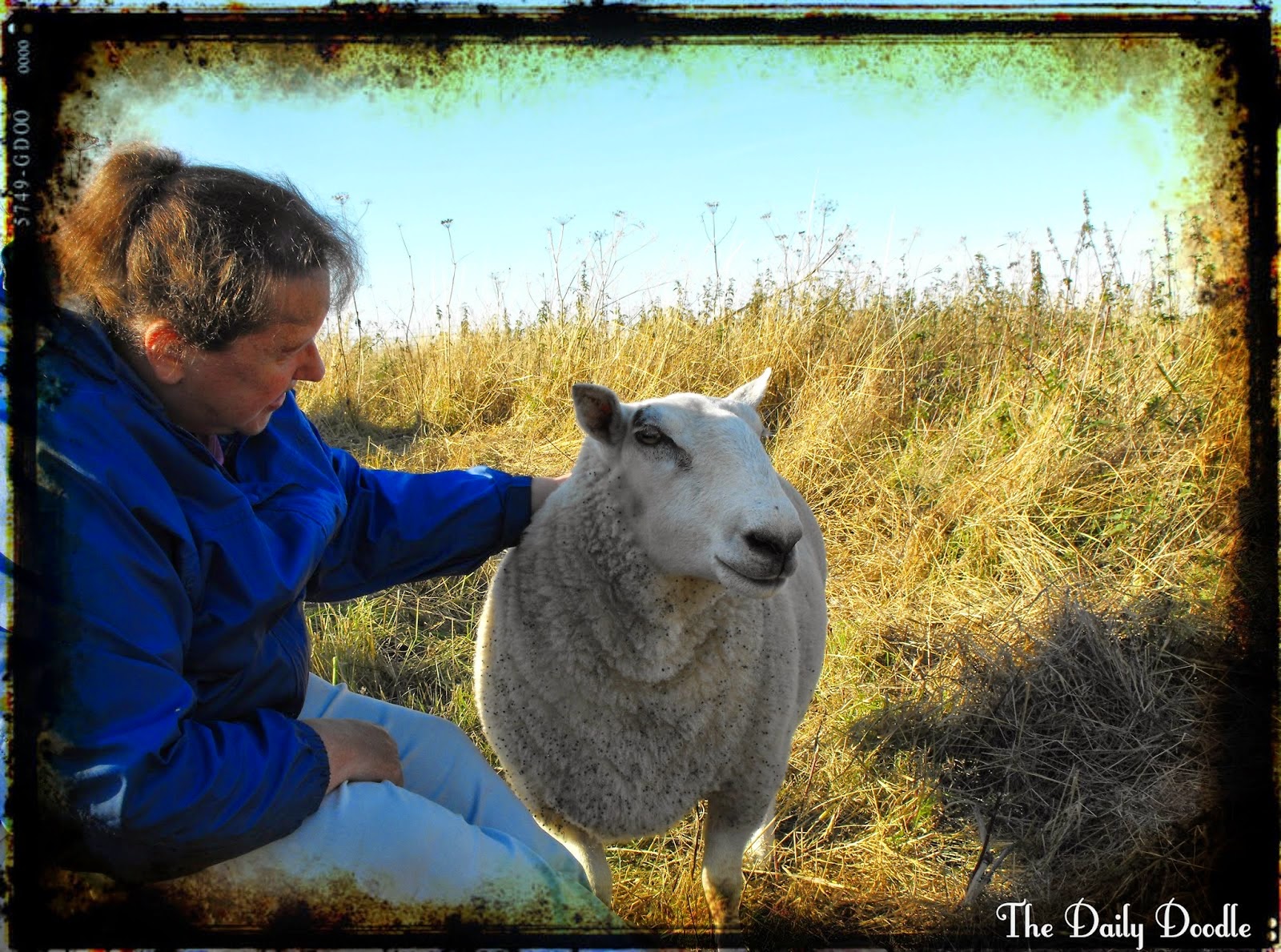 (Inter) National Hug A Sheep Day