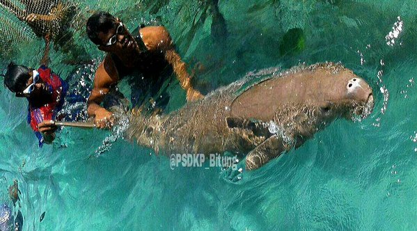 White Wolf : Rare animals imprisoned in cages in the ocean are saved ...