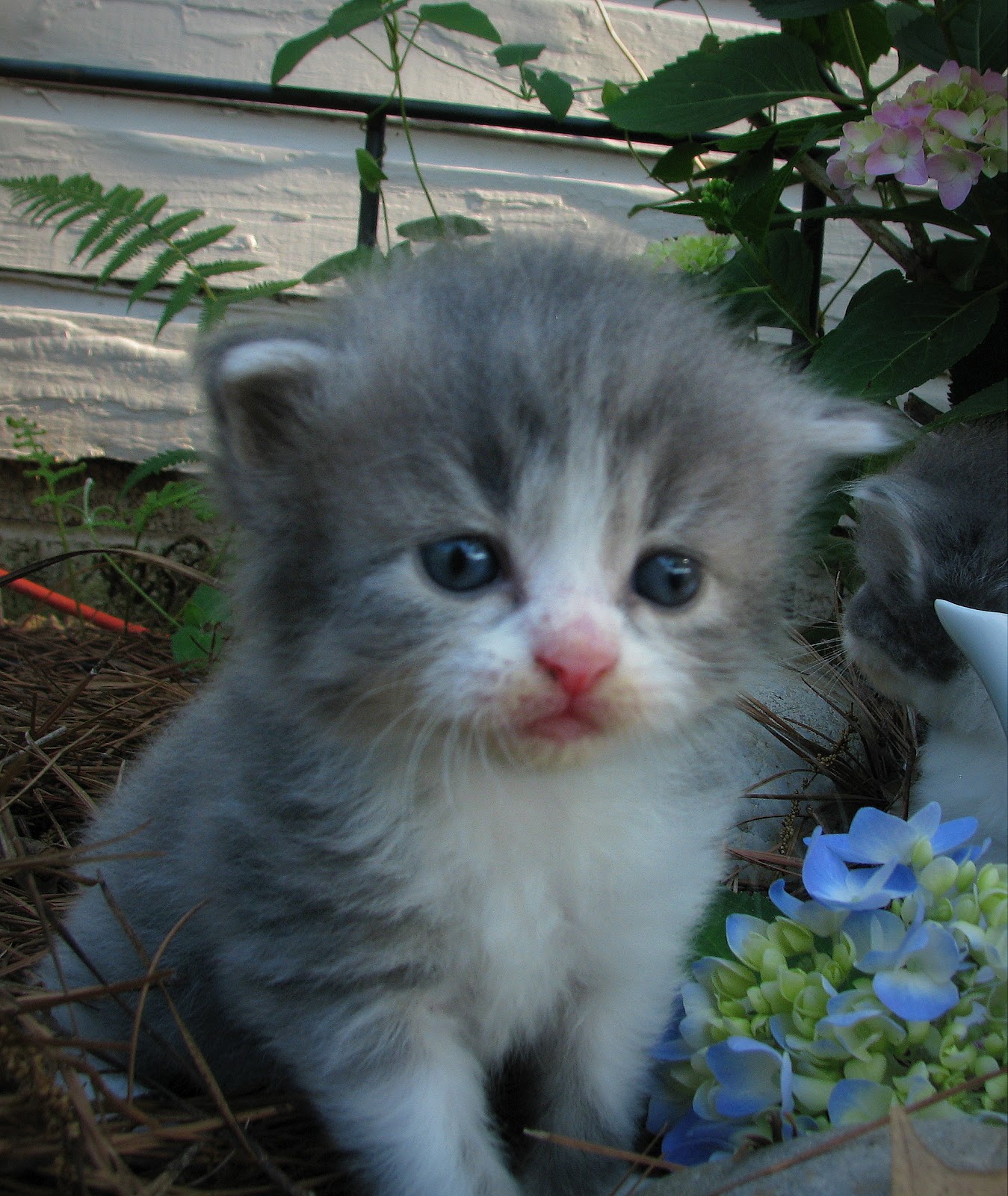 Pandora's Persians: KITTENS - NOW THREE WEEKS OLD