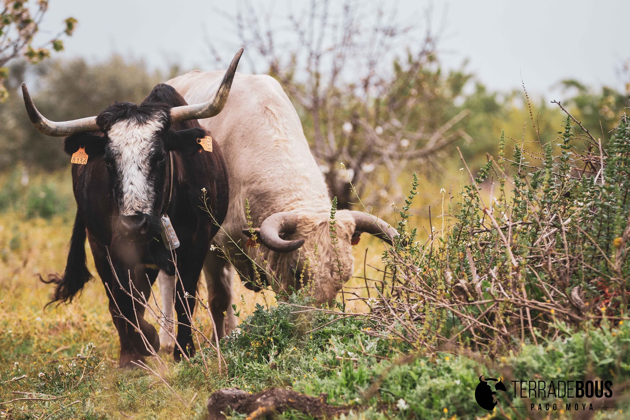 LA HORA DEL SEMENTAL