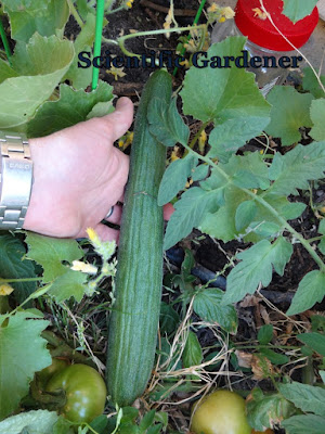 The Scientific Gardener: 2016 Long Dark Armenian