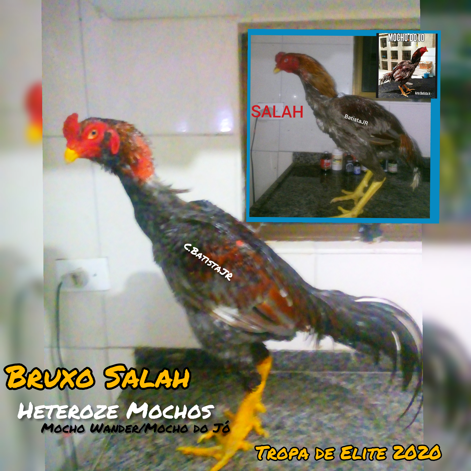 GALOS DE COMBATE BRASIL #2021: UM DOS GALOS MAIS FAMOSOS DO BRASIL