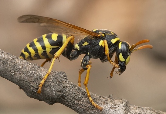 Wasp | The Life of Animals