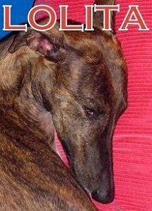 NOBLE GALGO: "POTRO, PERRO FAMÉLICO".