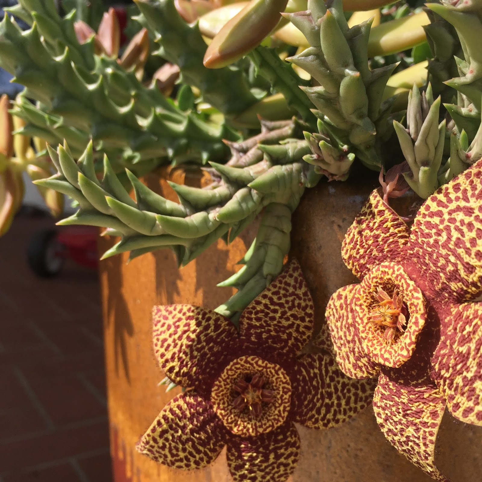 Orbea Succulents = Rewarding Bloomers