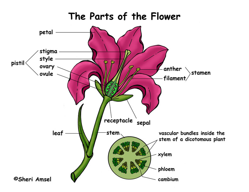 The Flower And Its Parts Study Of Plant the-flower-and-its-parts-study-of-plant