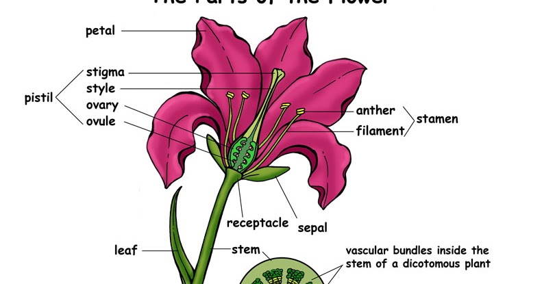 The Flower And Its Parts | Study Of Plant