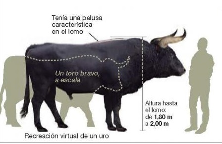 Naturayala: El uro, el gran bóvido extinto