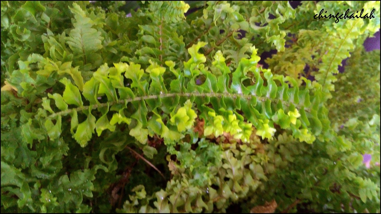 Simple Living In Nancy: GROWING FLUFFY RUFFLE FERN IN MY GARDEN.