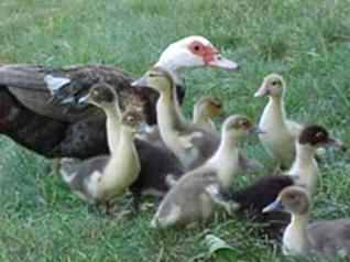THE IRON BRIDGE: SAWAH & BERAS : ITIK JAWA ITIK NILA