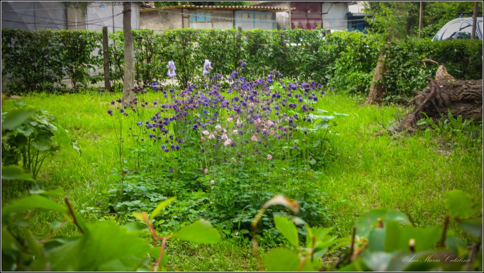 Lumea văzută din Turda: Căldăruşe, Columbine (Aquilegia vulgaris)