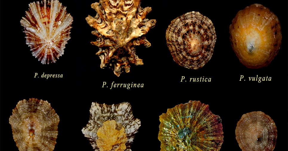 MALACOLOGÍA MEDITERRÁNEA: Patellidae