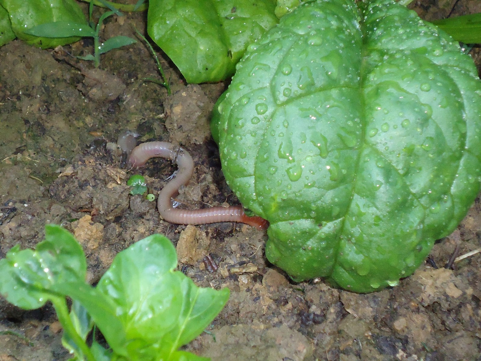 Lilliworm Organic Endeavors : Wild Worms and The Helpful Gardener Forum