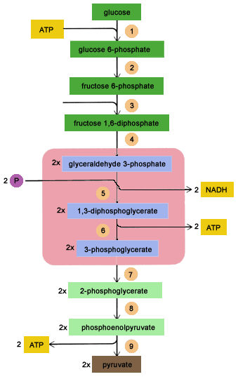 Steps Of Glycolysis EMP Pathways - Biology Blog