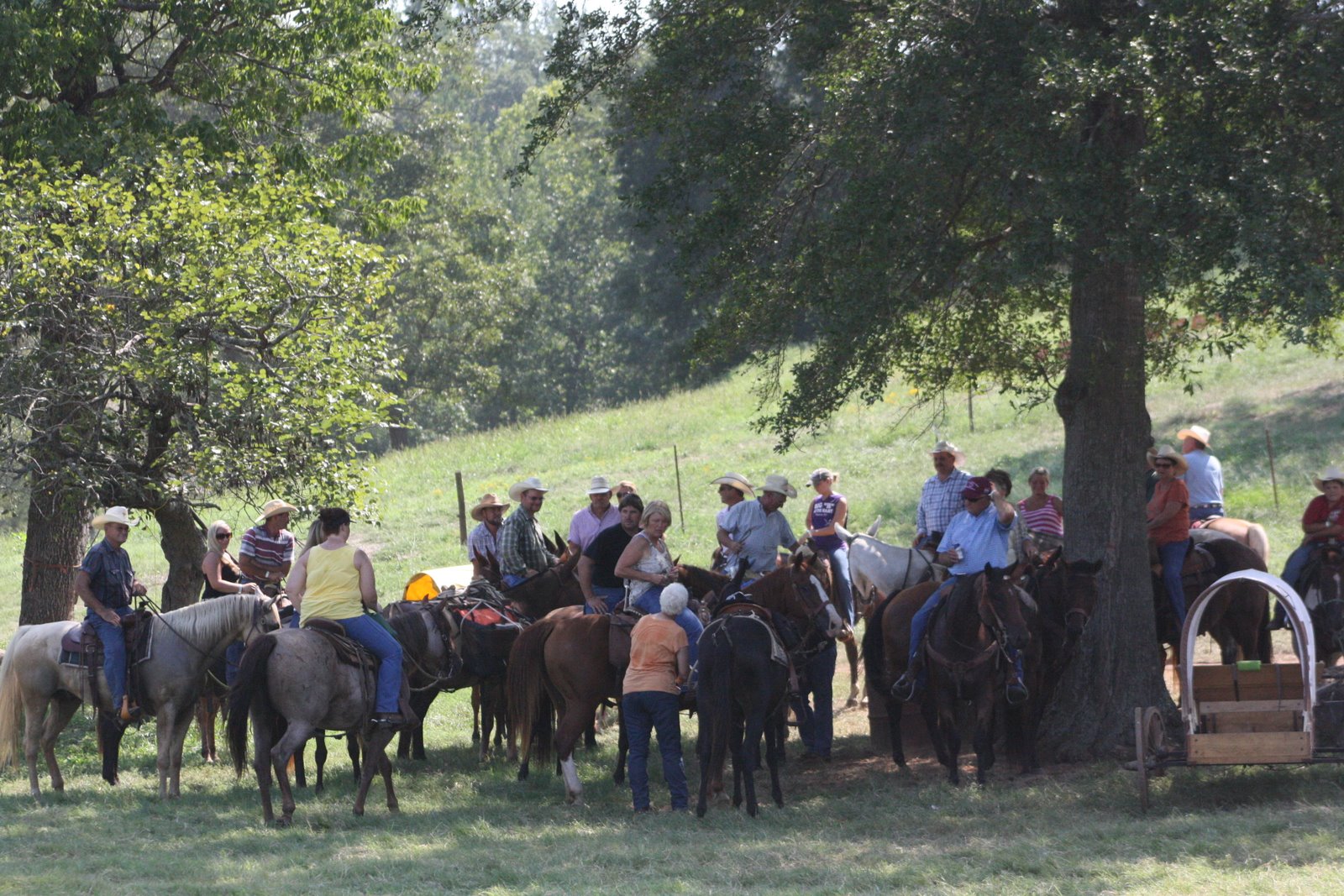 PairADice Mules: Chuckwagon Racing Fans