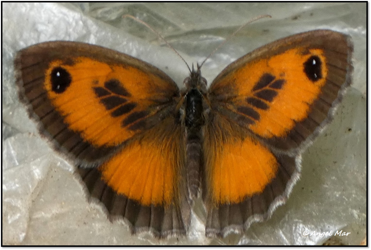 Butterflies and Dragonflies: Pyronia cecilia (Southern Gatekeeper) - Vídeo