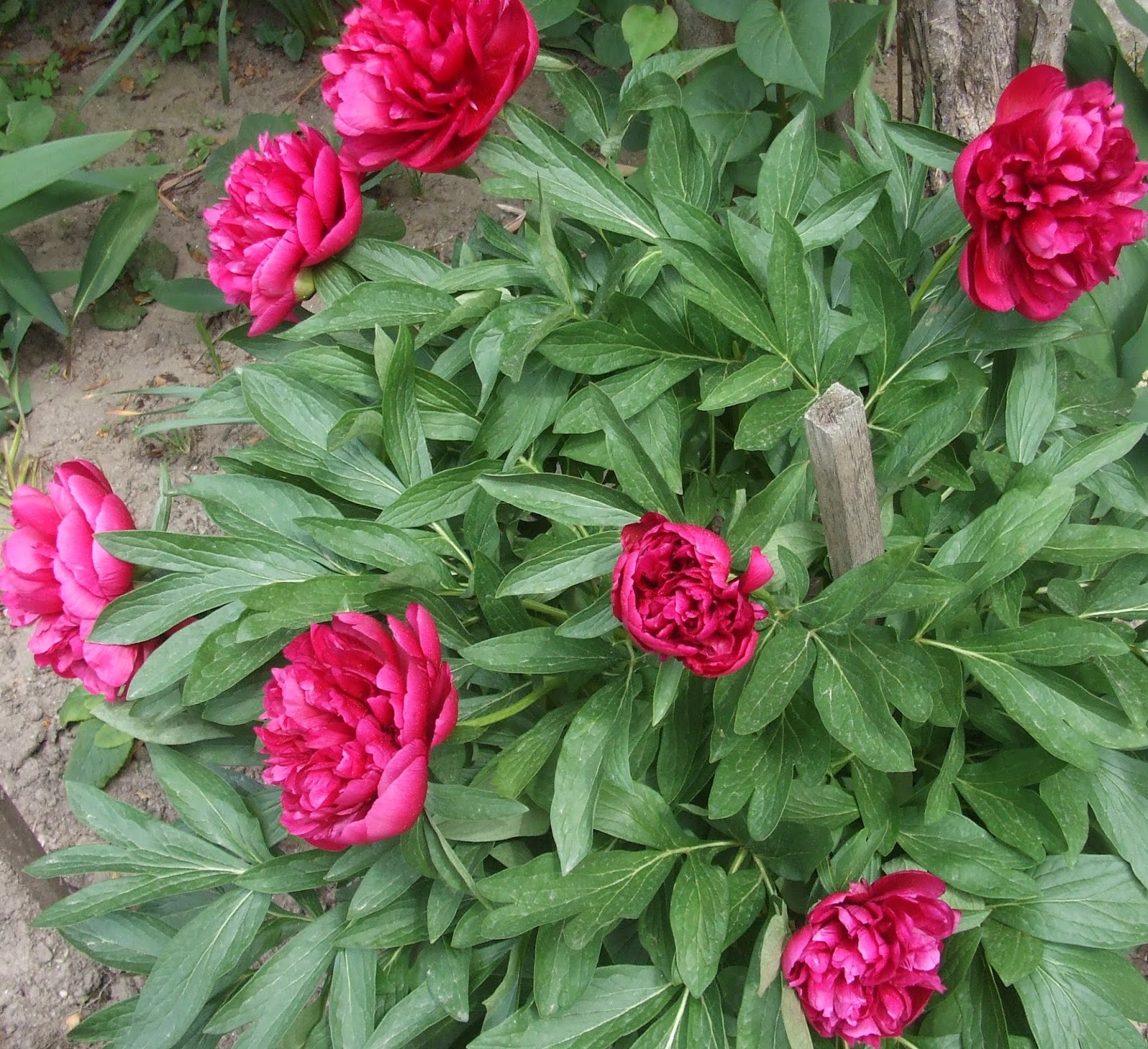 Din natură: Despre bujori